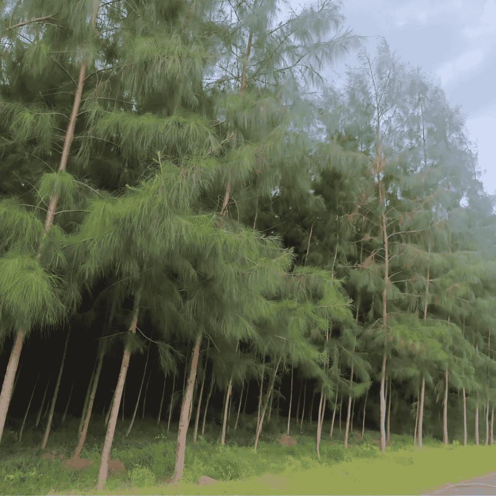 Casuarina-Savukku Maram Live Plant – VGR Gardens