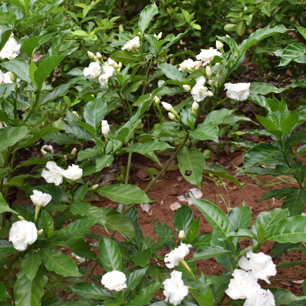 Crape Jasmine Double Layered All Time Flowering Live Plant – VGR Gardens
