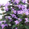 December Flower (Spatika) – Blue Flowering Live Plant – VGR Gardens