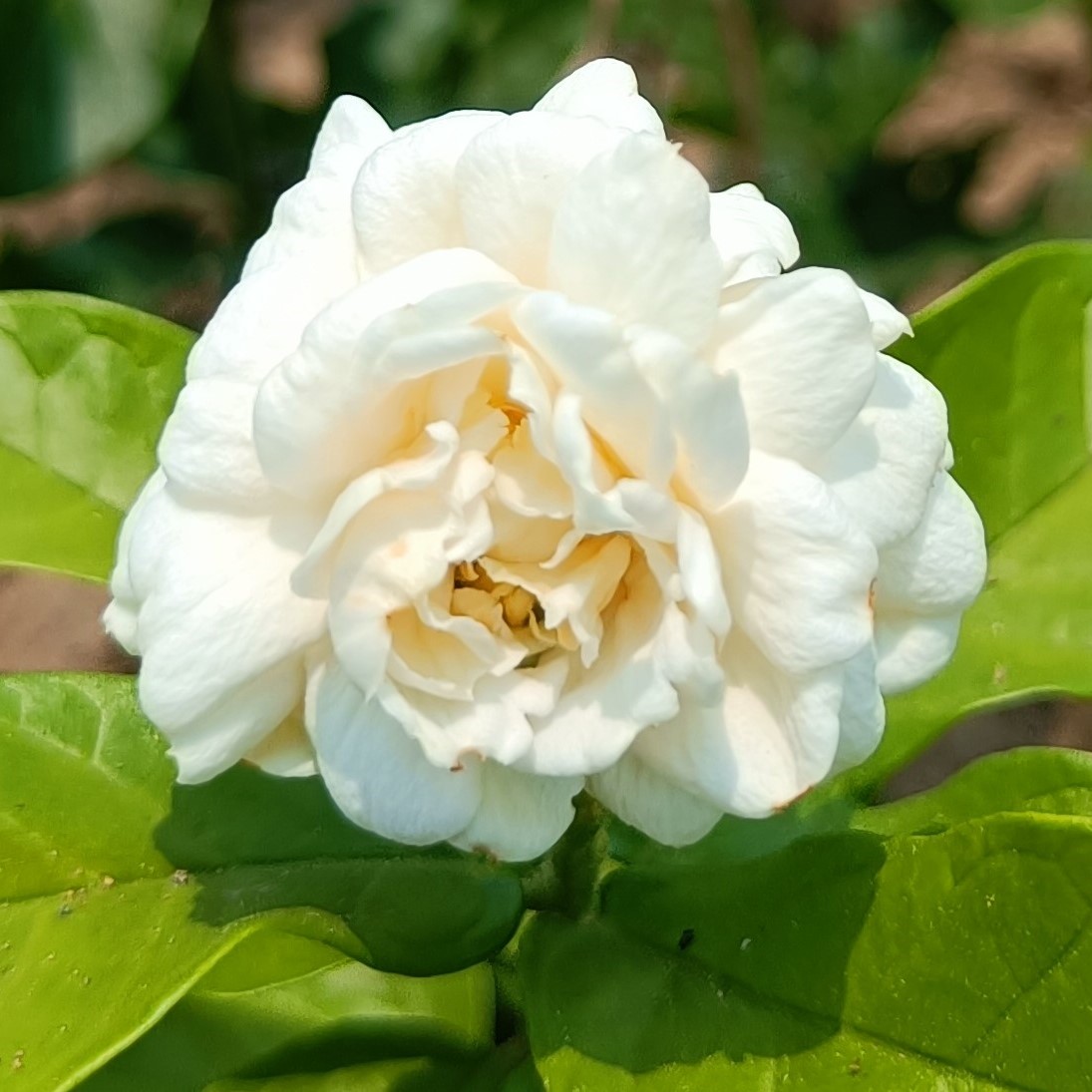 White Hibiscus VGR Gardens