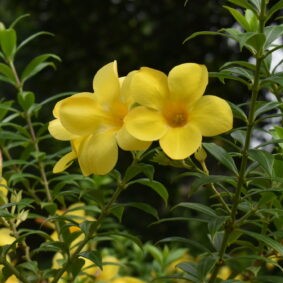 Yellow Allamanda - VGR Gardens