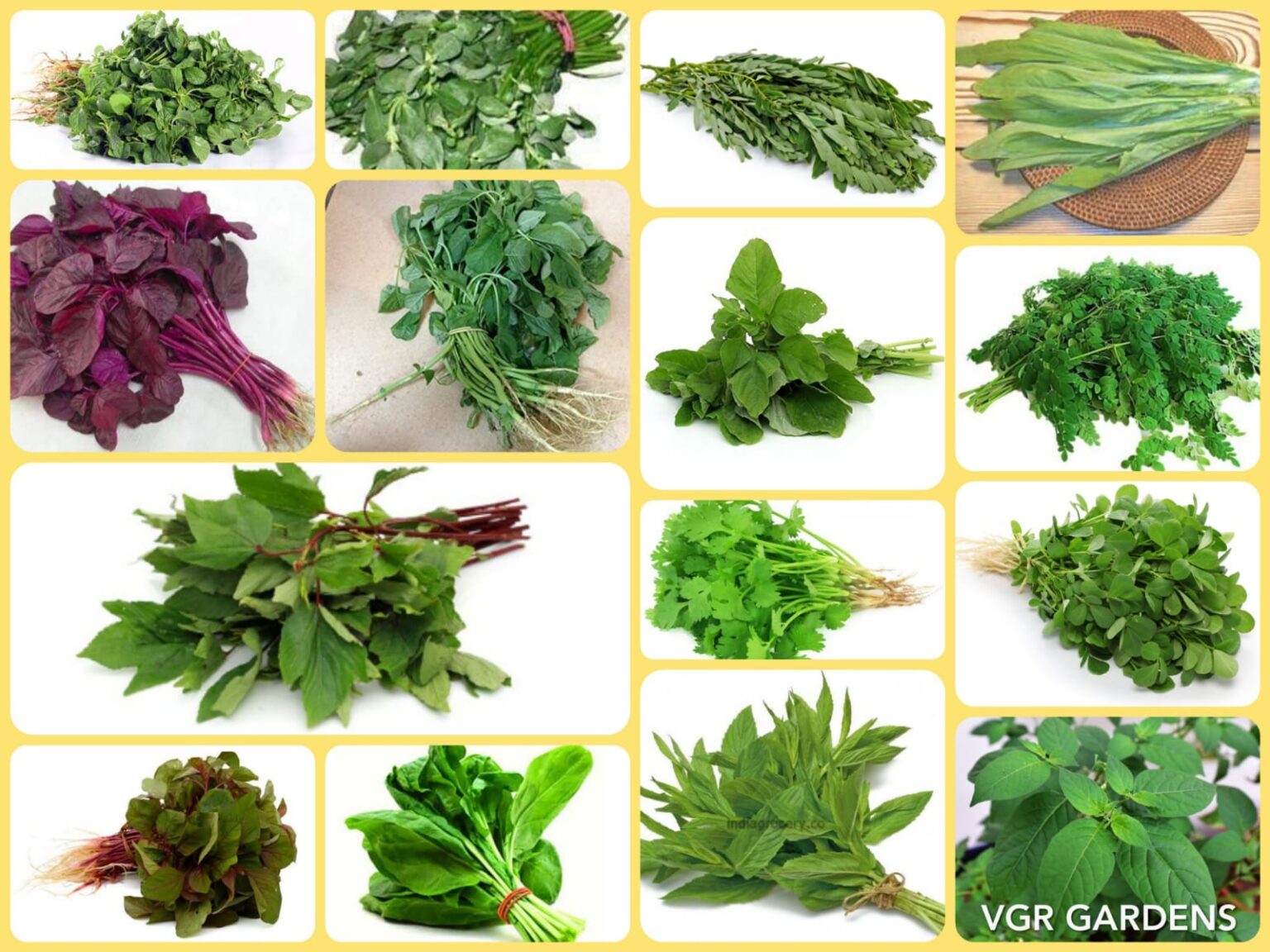 15 Country Creeper Seeds - Combo - VGR Gardens