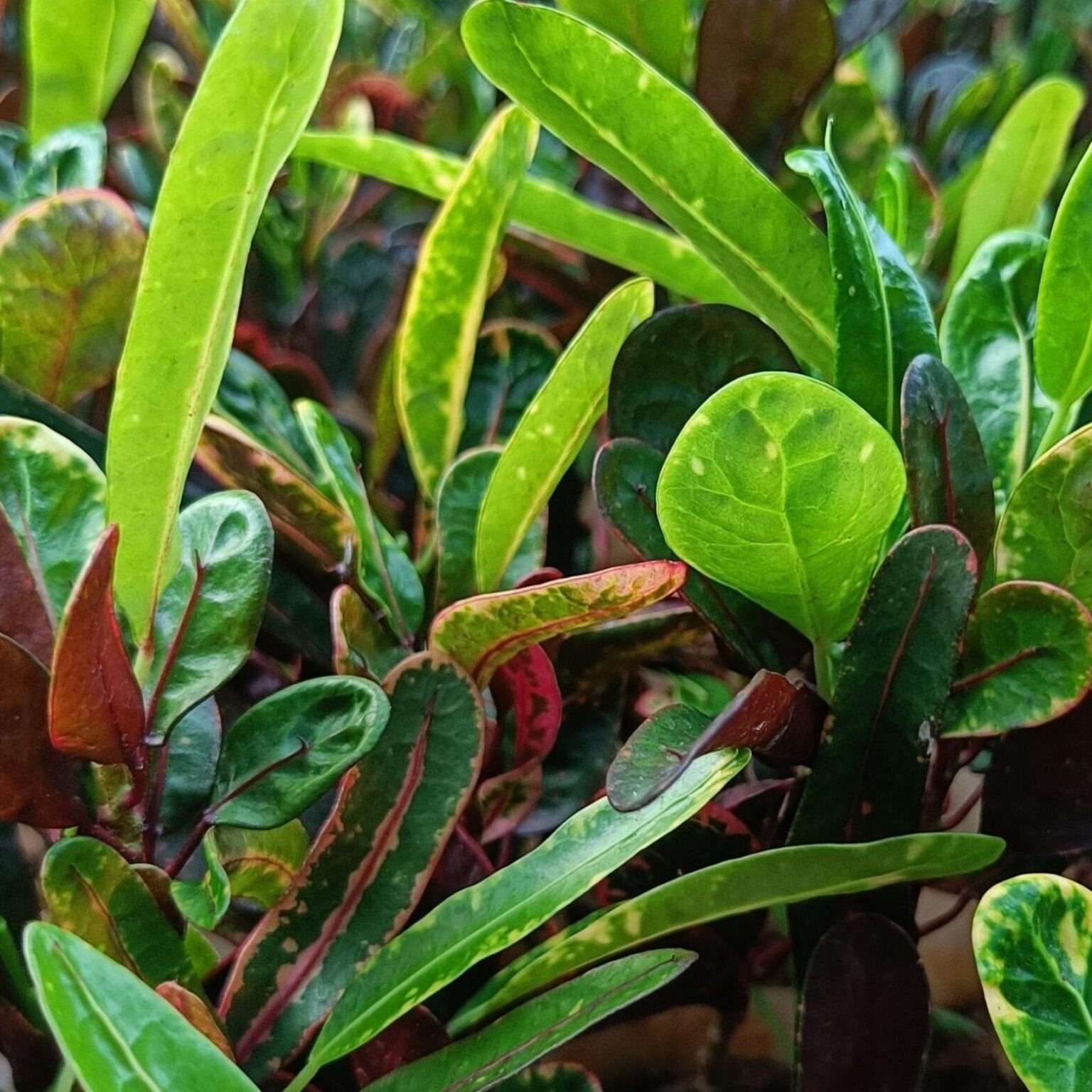 Codiaeum Variegatum Indoor / Outdoor Live Plant – VGR Gardens