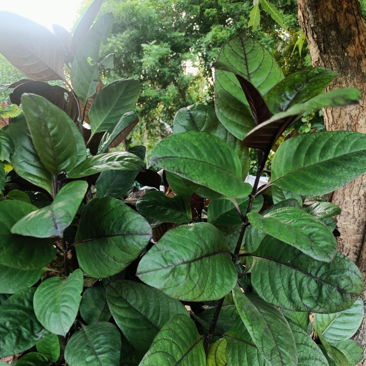 Green Pseuderanthemum Crotons Live Plant – VGR Gardens