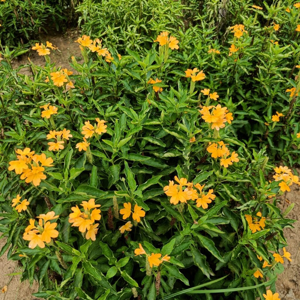 Crossandra Yellow-Kanakambaram All Time Flowering Live Plant – VGR Gardens
