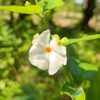Pavala Malli-Parijat Flower Live Plant – VGR Gardens