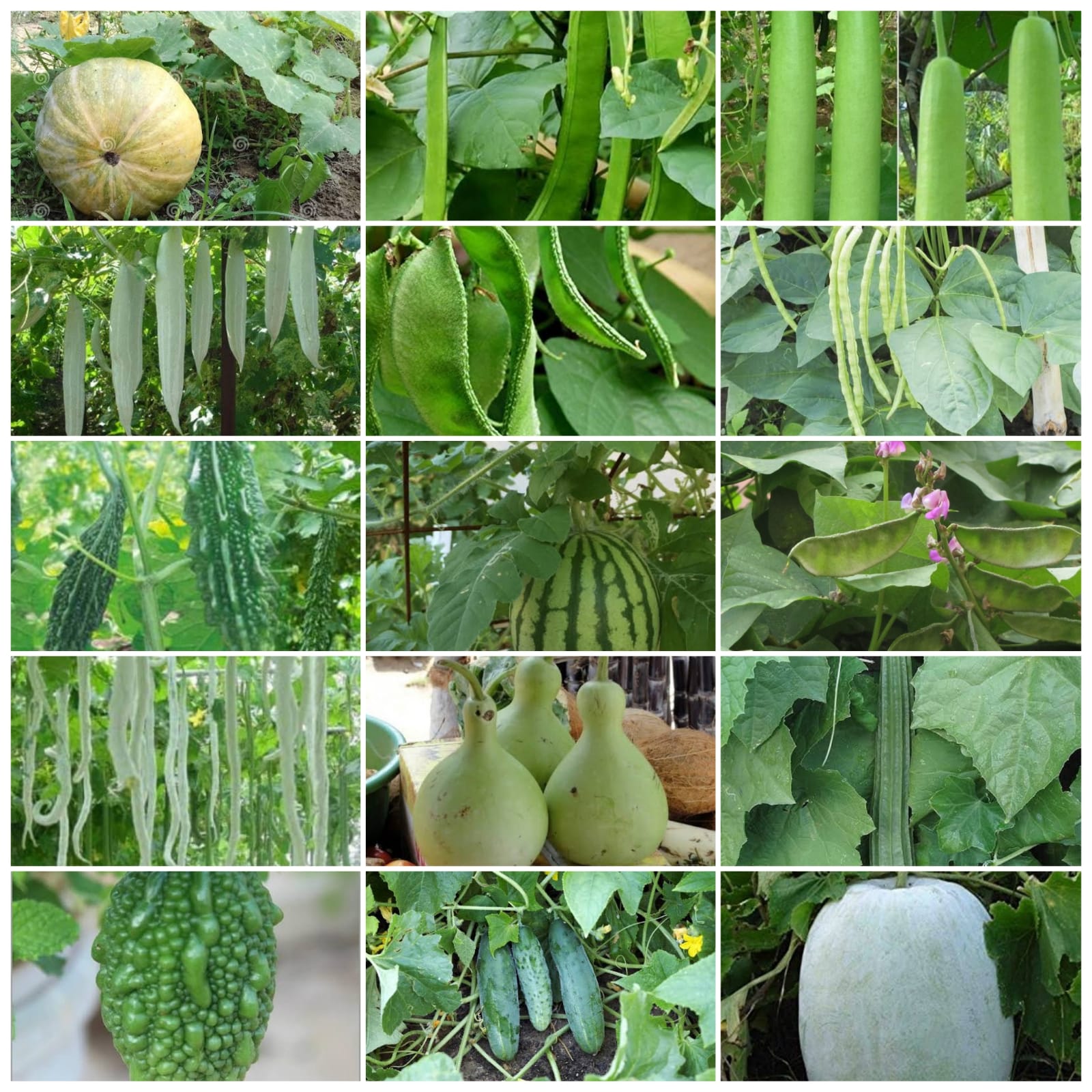 15 Country Creeper Seeds Combo VGR Gardens 15 Country Creeper Seeds Combo VGR Gardens