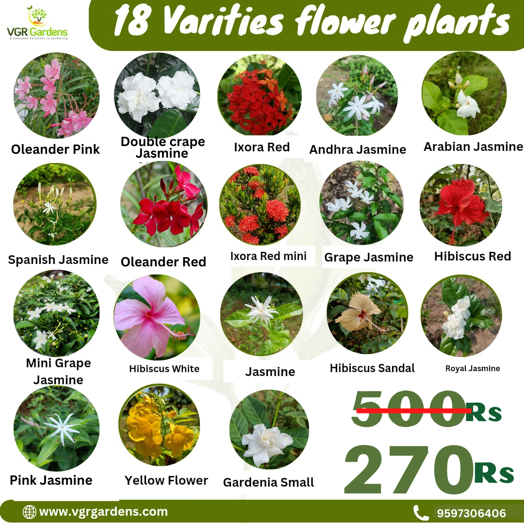 Live Plants Archives - VGR Gardens