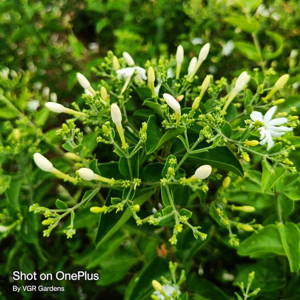 Flower Plants – Page 4 – VGR Gardens