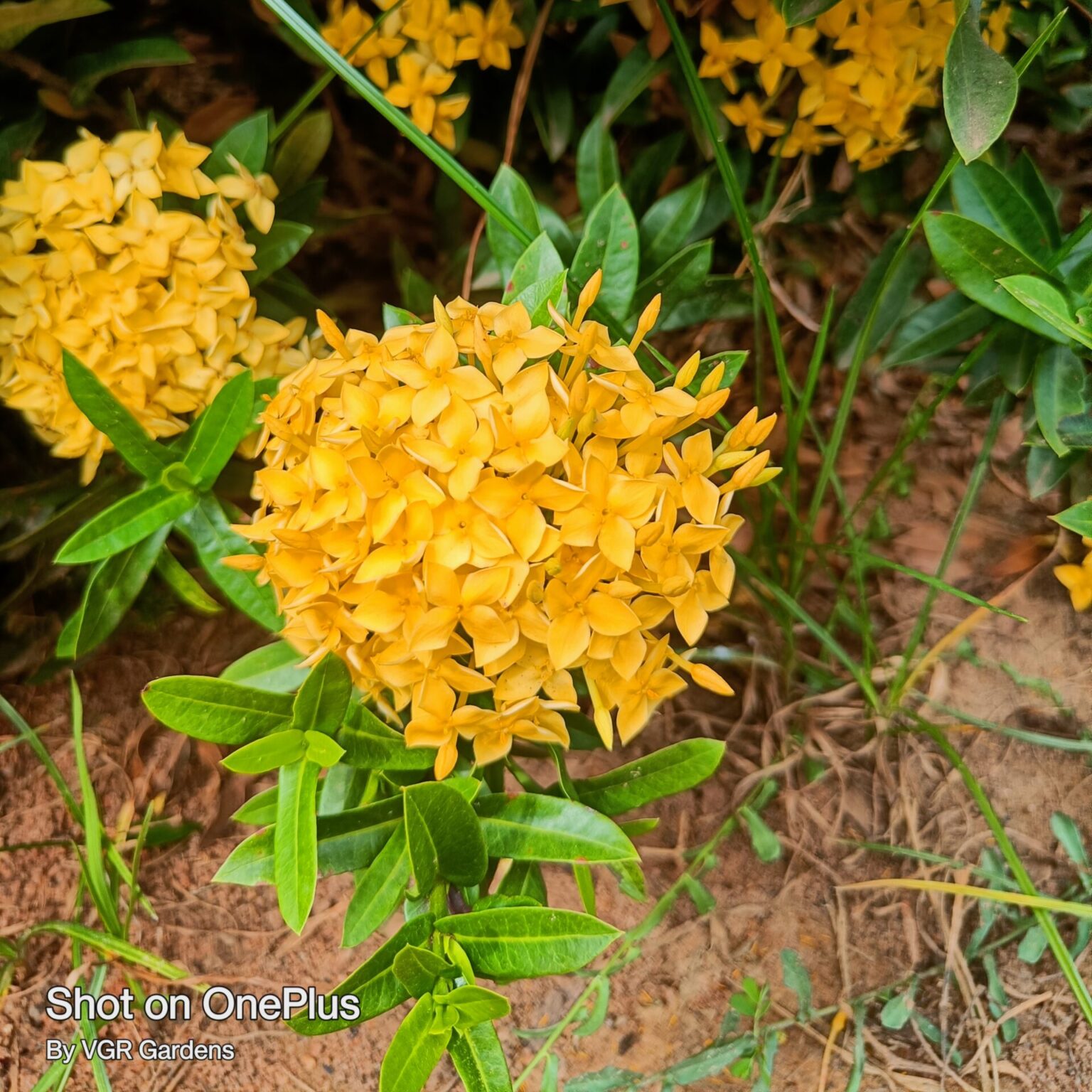 Dwarf Ixora Mini Yellow All Time Flowering Live Plant – VGR Gardens