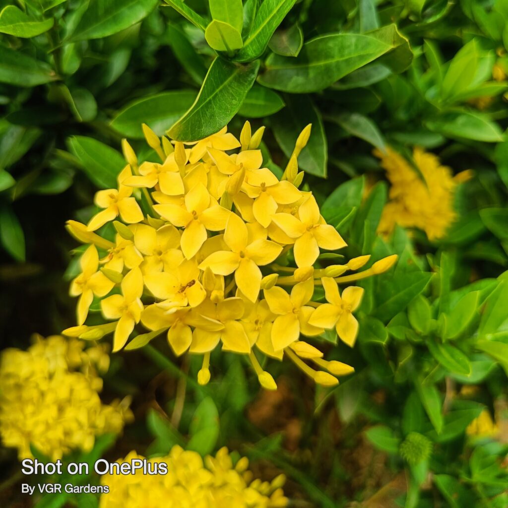 Dwarf Ixora Mini Yellow All Time Flowering Live Plant – VGR Gardens