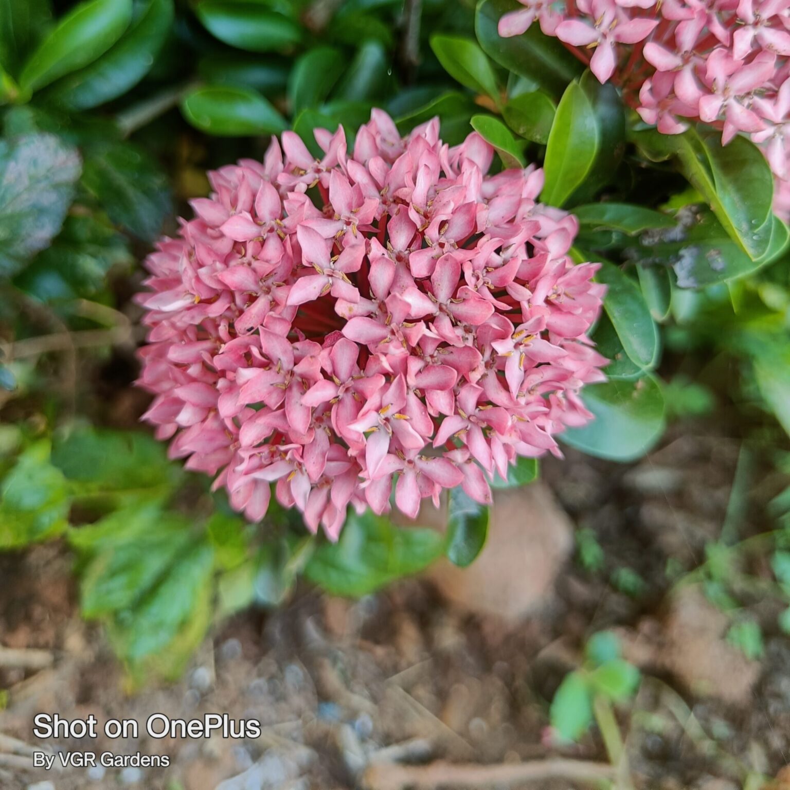 Ixora Live plants Combo Pack – VGR Gardens