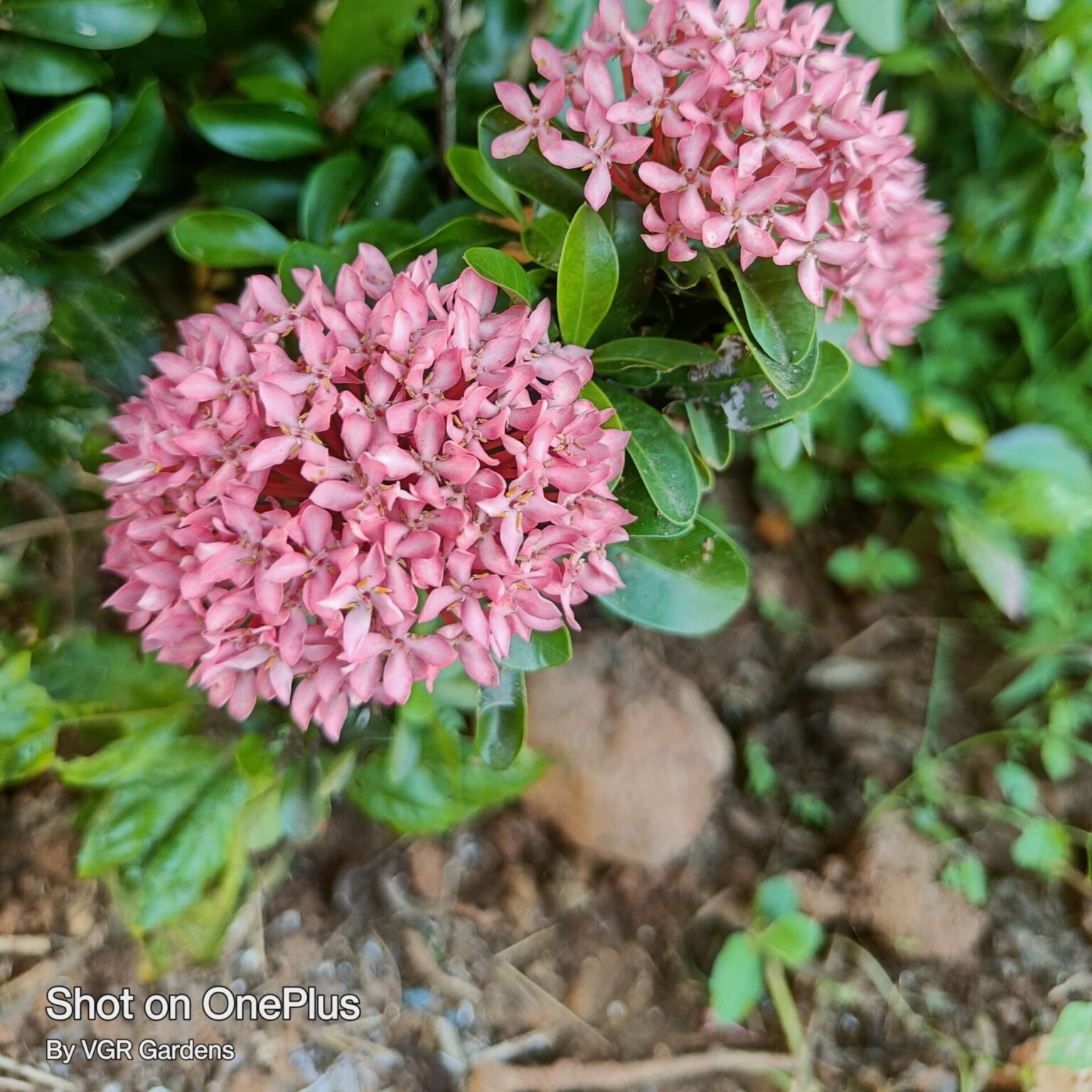 Dwarf Ixora Mini Pink All Time Flowering Live Plant – VGR Gardens
