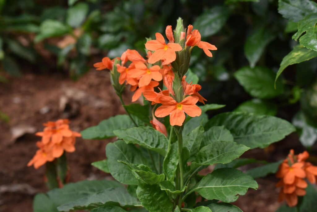 Crossandra Red -Kanakambaram All Time Flowering Live Plant – VGR Gardens