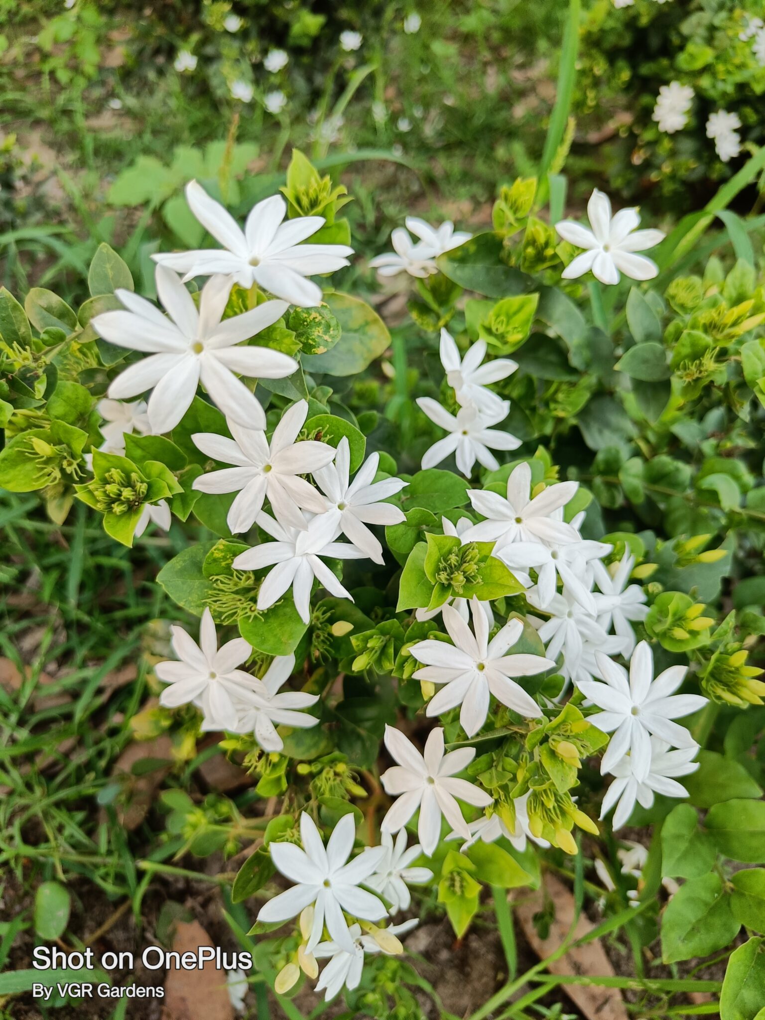Andhra Jasmine White kakatan Live Plant – VGR Gardens