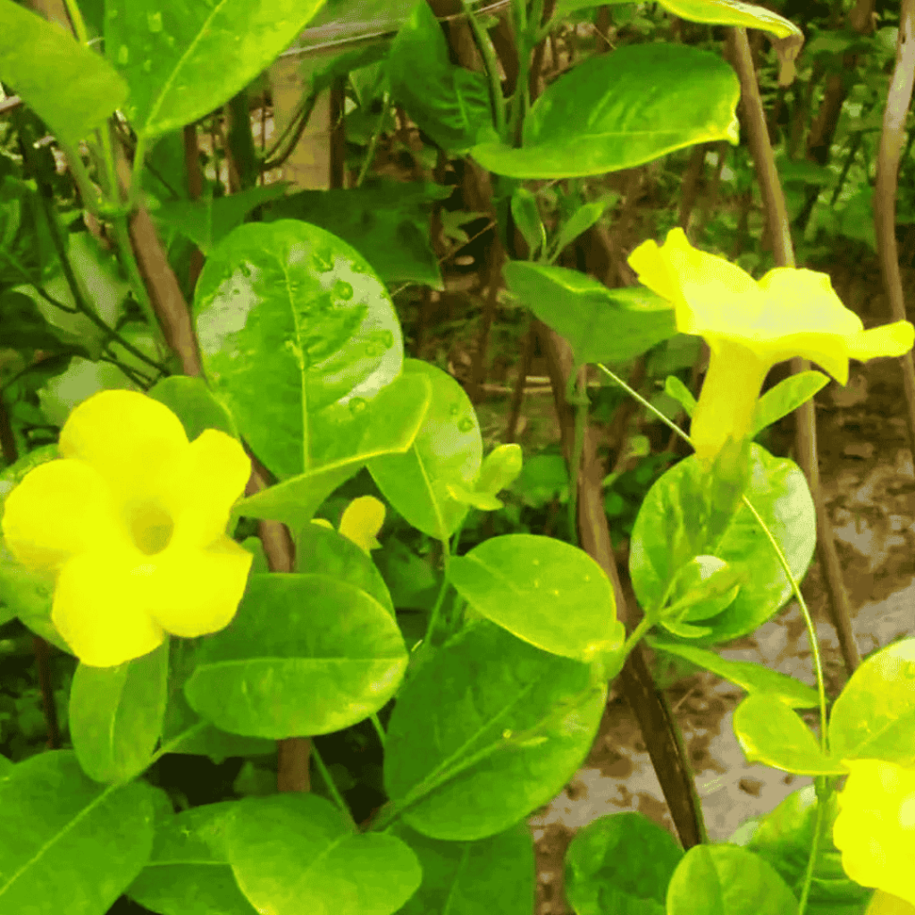 Creeper Plants – VGR Gardens