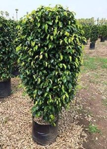 Ficus Green Benjamina Live Plant – VGR Gardens