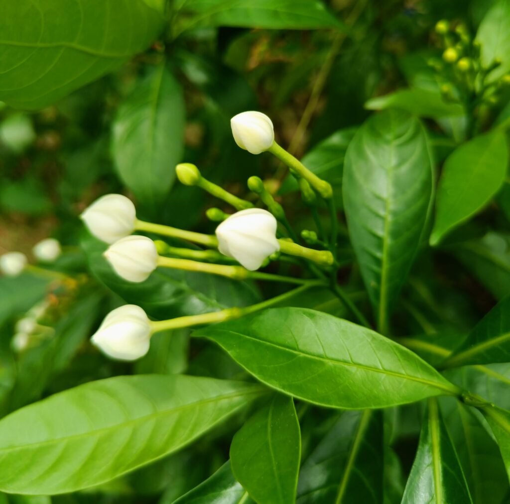 Flower Plants | VGR Gardens