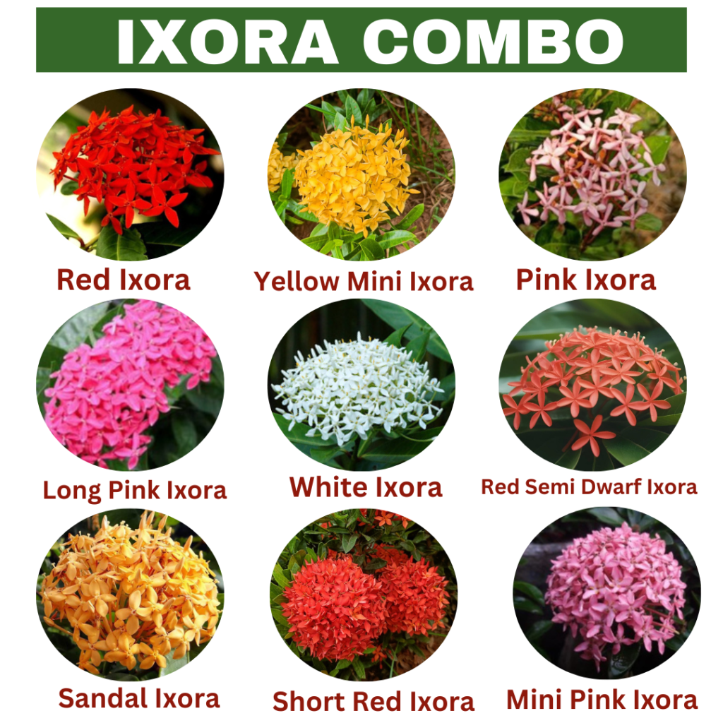 Ixora Live plants Combo Pack – VGR Gardens