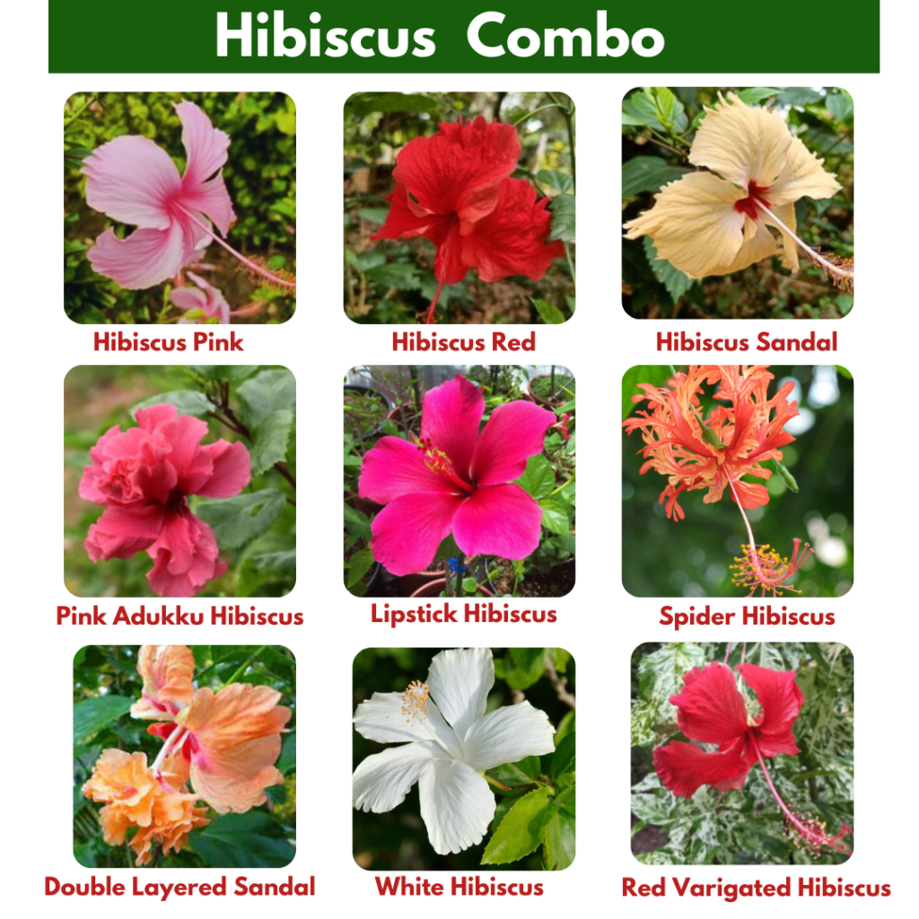 Hibiscus Combo Pack Live Plant – VGR Gardens
