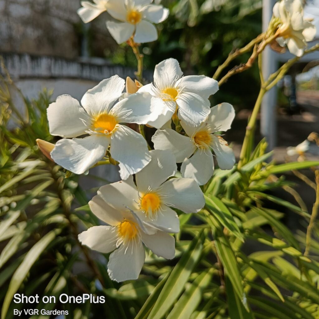 White Flowers Combo Live Plant – VGR Gardens