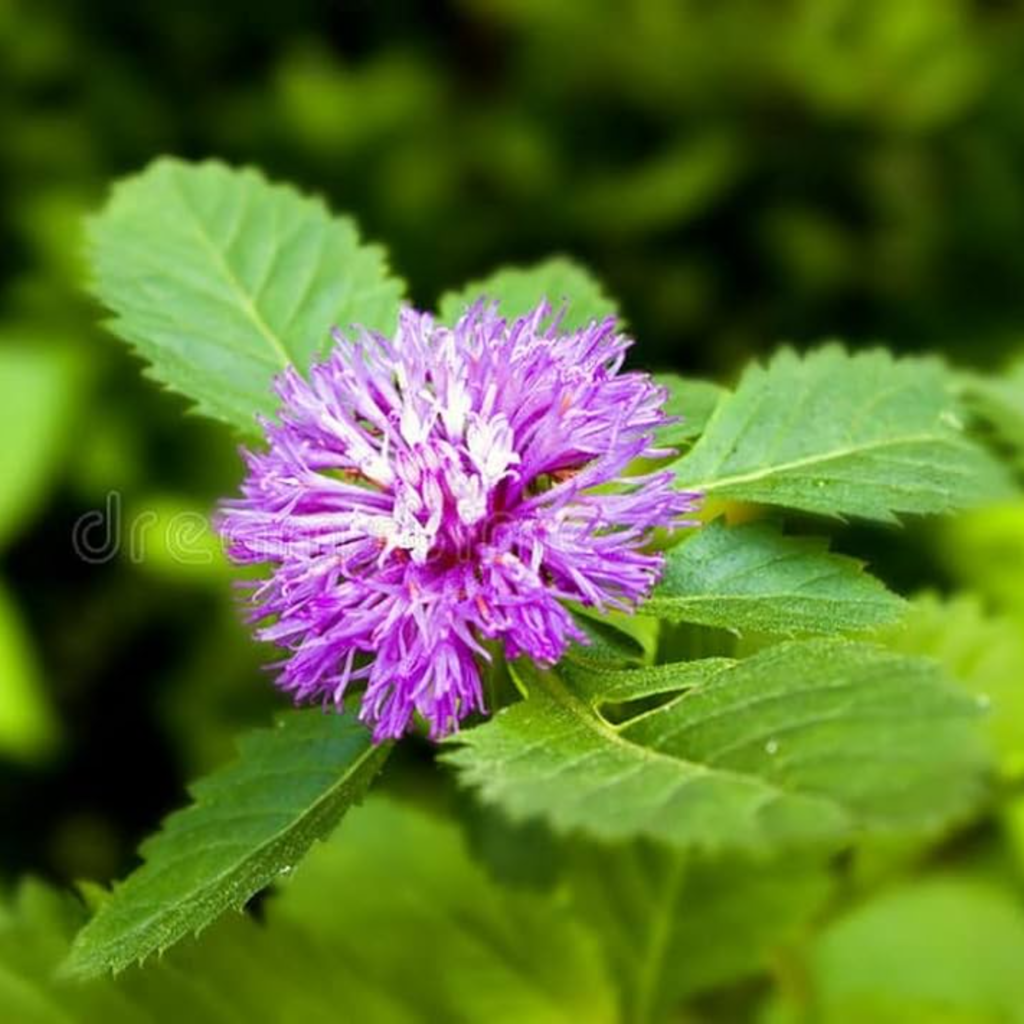 Kesavardhini (Centratherum Punctatum) Medicinal Live Plant – VGR Gardens