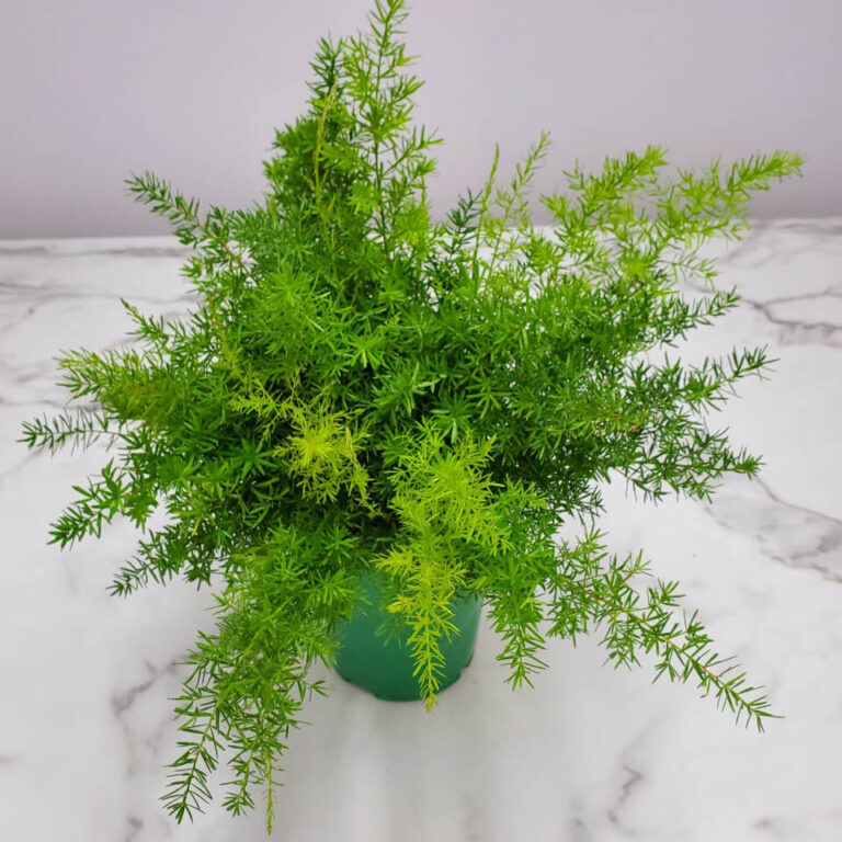 Asparagus Densiflorus Fern Live Plant – VGR Gardens