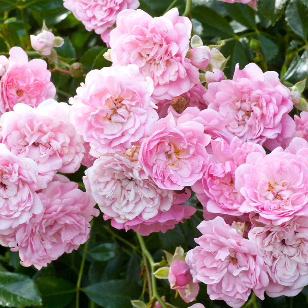 Orchid Rose – Fairy Rose (2 Feet) Pink Creeper / Climbing Rose Live ...