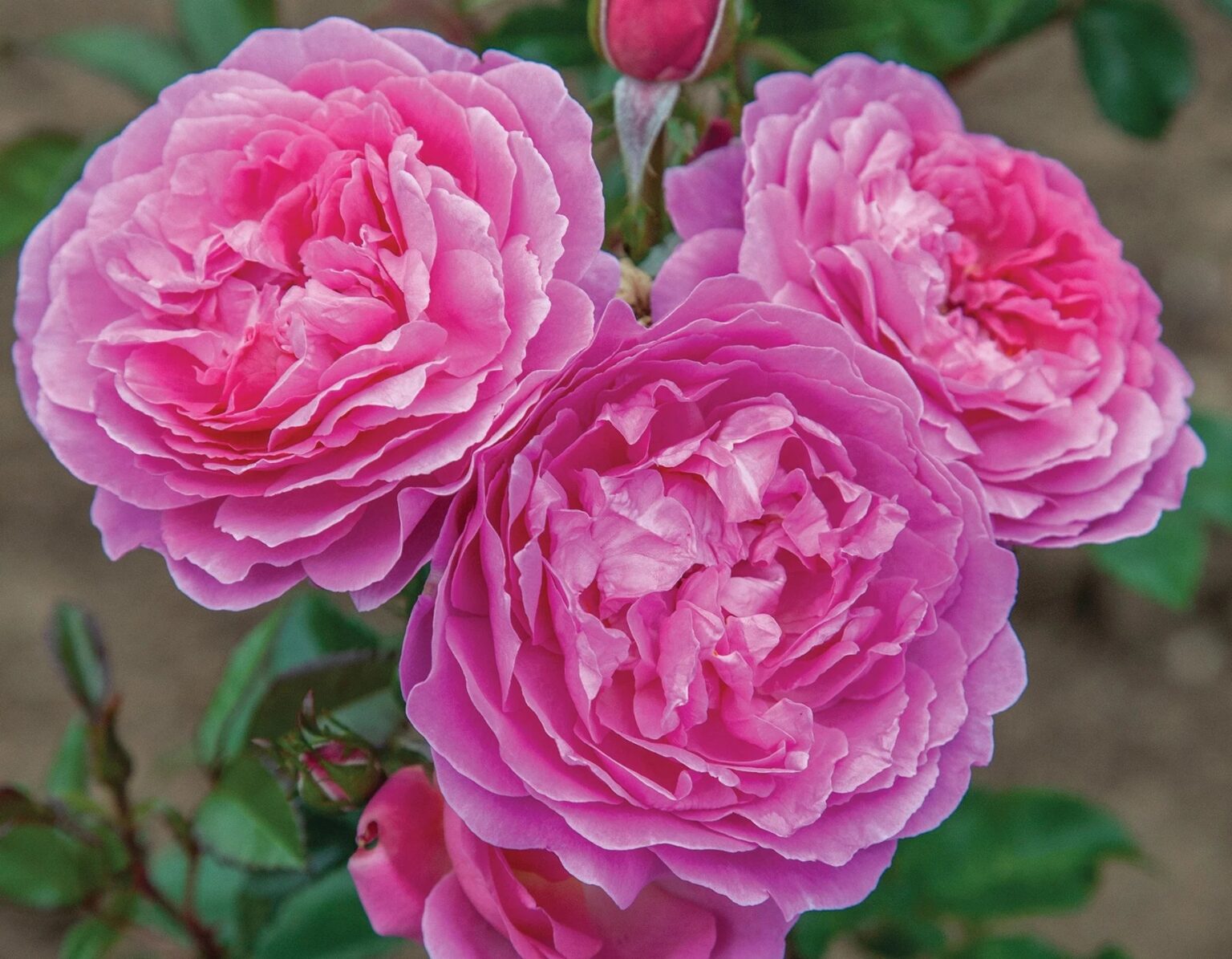 Orchid Rose-Pink Creeper / Climbing Rose Live Plant – VGR Gardens