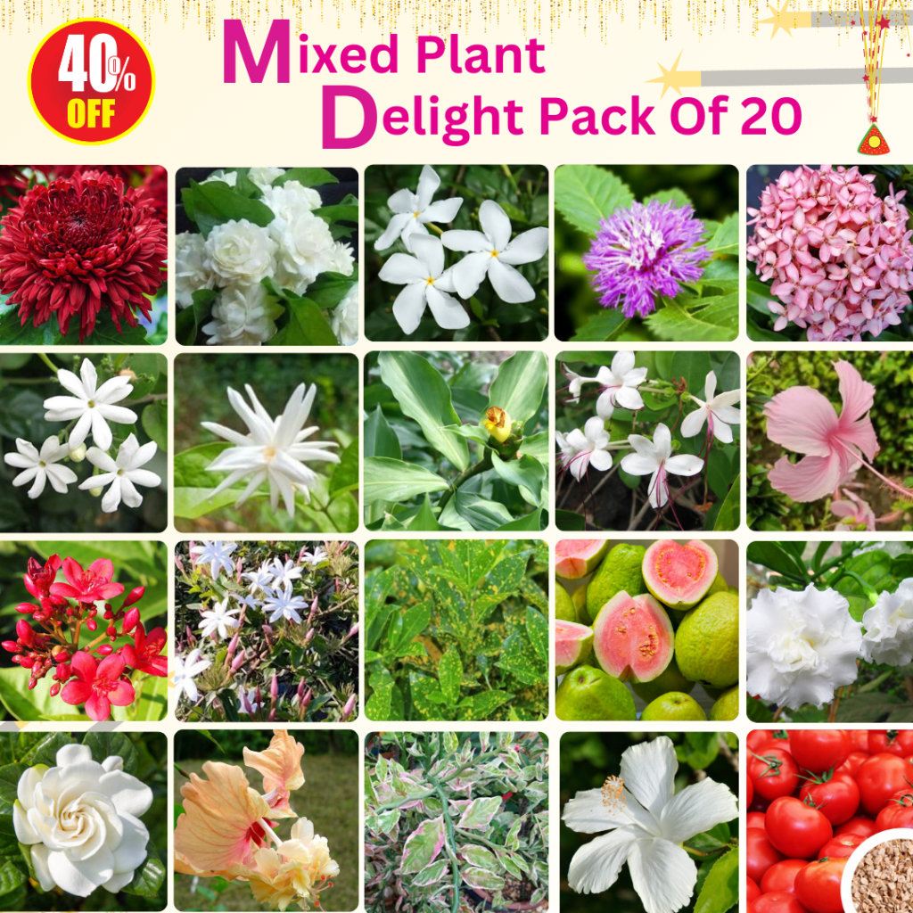 Mixed Plant Delight Pack Of 20 – VGR Gardens
