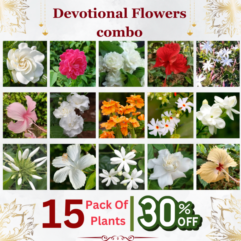 Devotional Flowers combo – VGR Gardens
