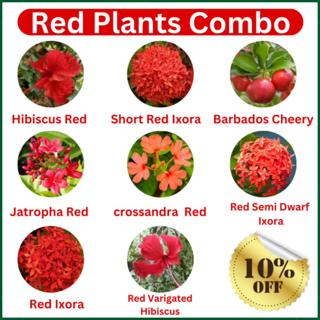 Red Flower And Fruit Plants Combo – VGR Gardens