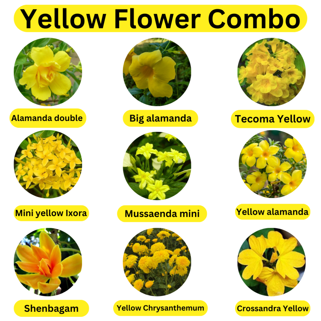 Yellow Flowering Plants Combo – VGR Gardens