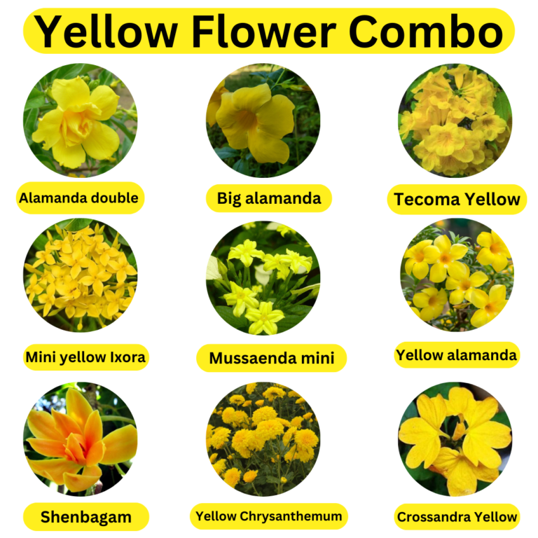Yellow Flowering Plants Combo – VGR Gardens
