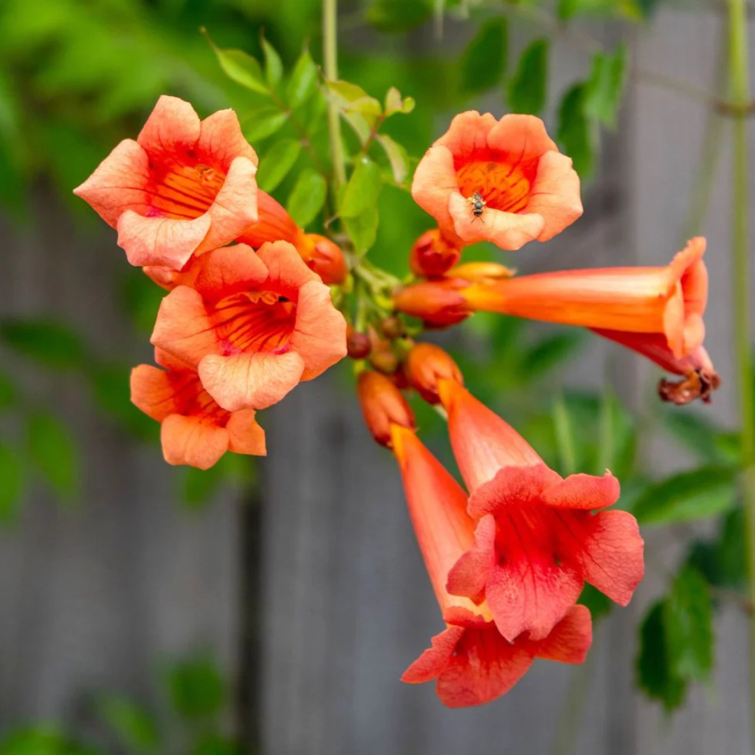 Orange Trumpet Vine – Campsis radicans | Fast-Growing Flowering Climber ...