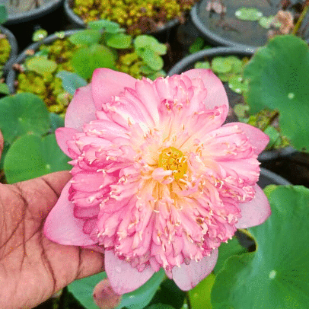 Drop Blood Lotus Tuber Live Plant – VGR Gardens