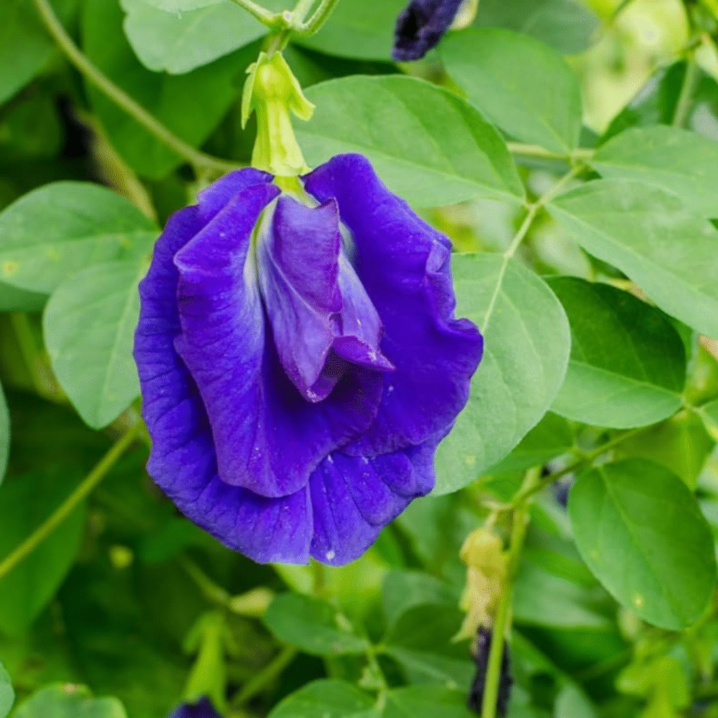 Blue Double Clitoria ternatea – Butterfly Pea Live Plant – VGR Gardens